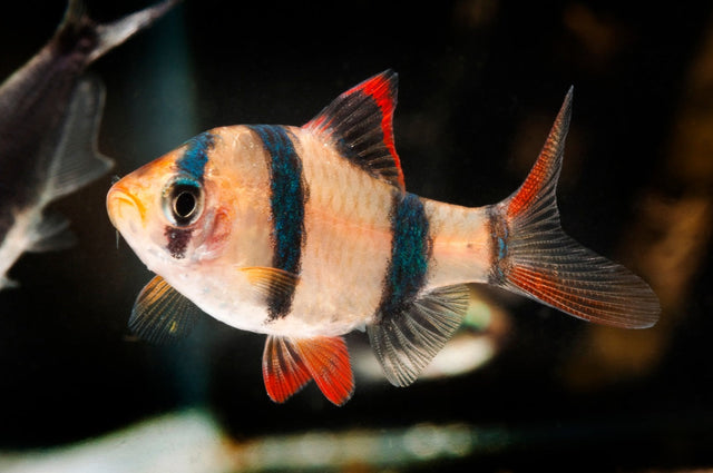 Collections – Tilapia Store