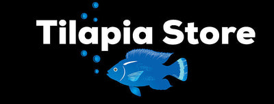 Tilapia Store | Live Fish & Crayfish for Sale