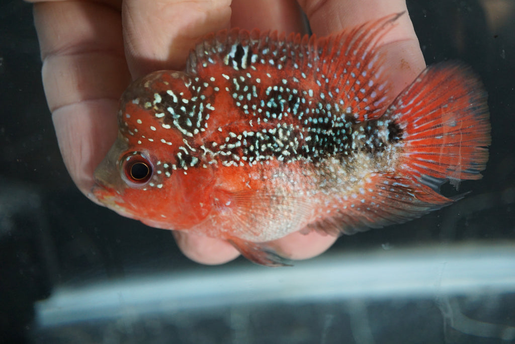 Red Dragon Kamfa Flowerhorn | ppgbbe.intranet.biologia.ufrj.br