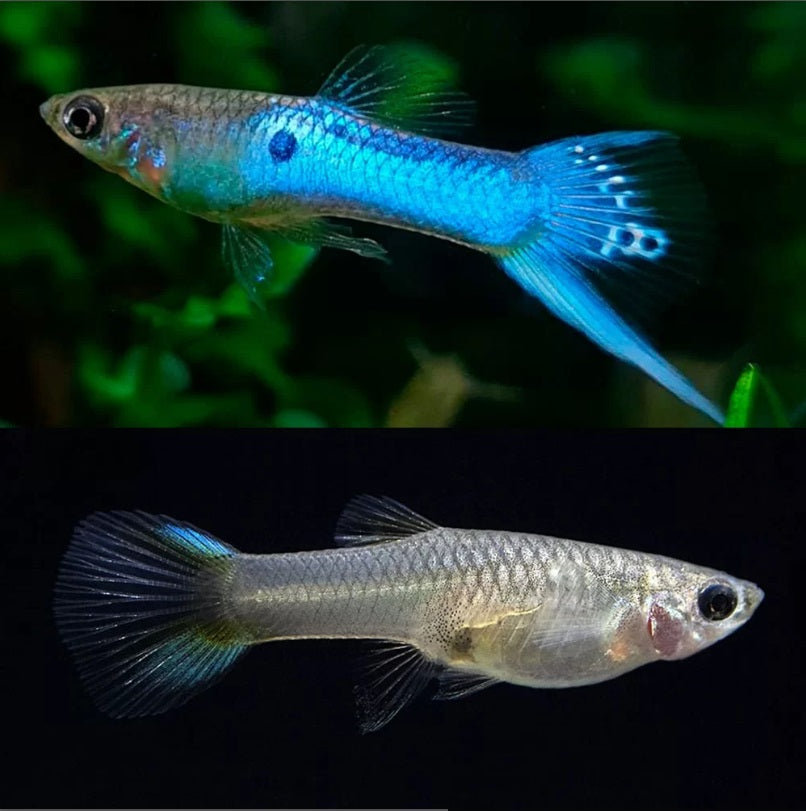 Japanese Endler (Poecilia wingei) – Live Farm-Bred Endler Fish ...