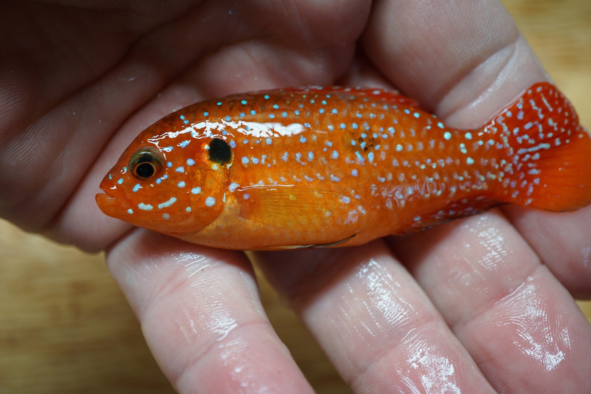 Tilapia Store | Live Fish & Crayfish for Sale