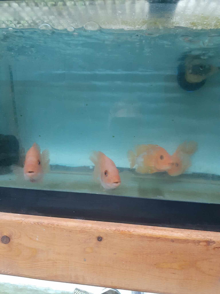 Red Devil & Midas cross – Tilapia Store