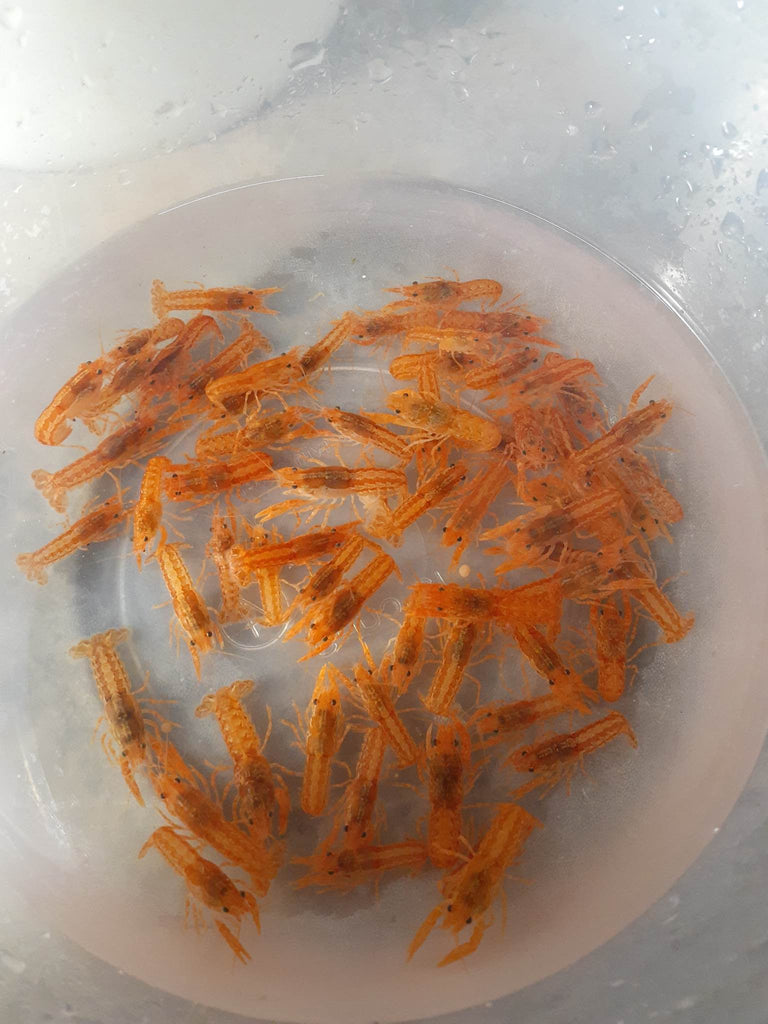 Mexican Dwarf Crayfish Breeding Trio – Tilapia Store