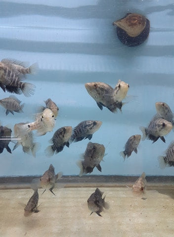 Cuban Cichlid – Tilapia Store