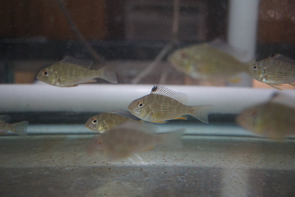 Geophagus Threadfin – Tilapia Store