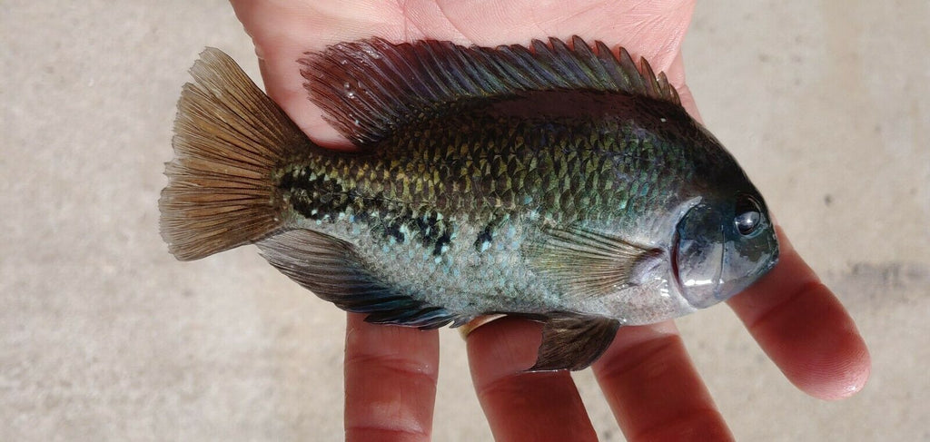 Redhead Vieja Cichlid | Tilapia Store Live Fish